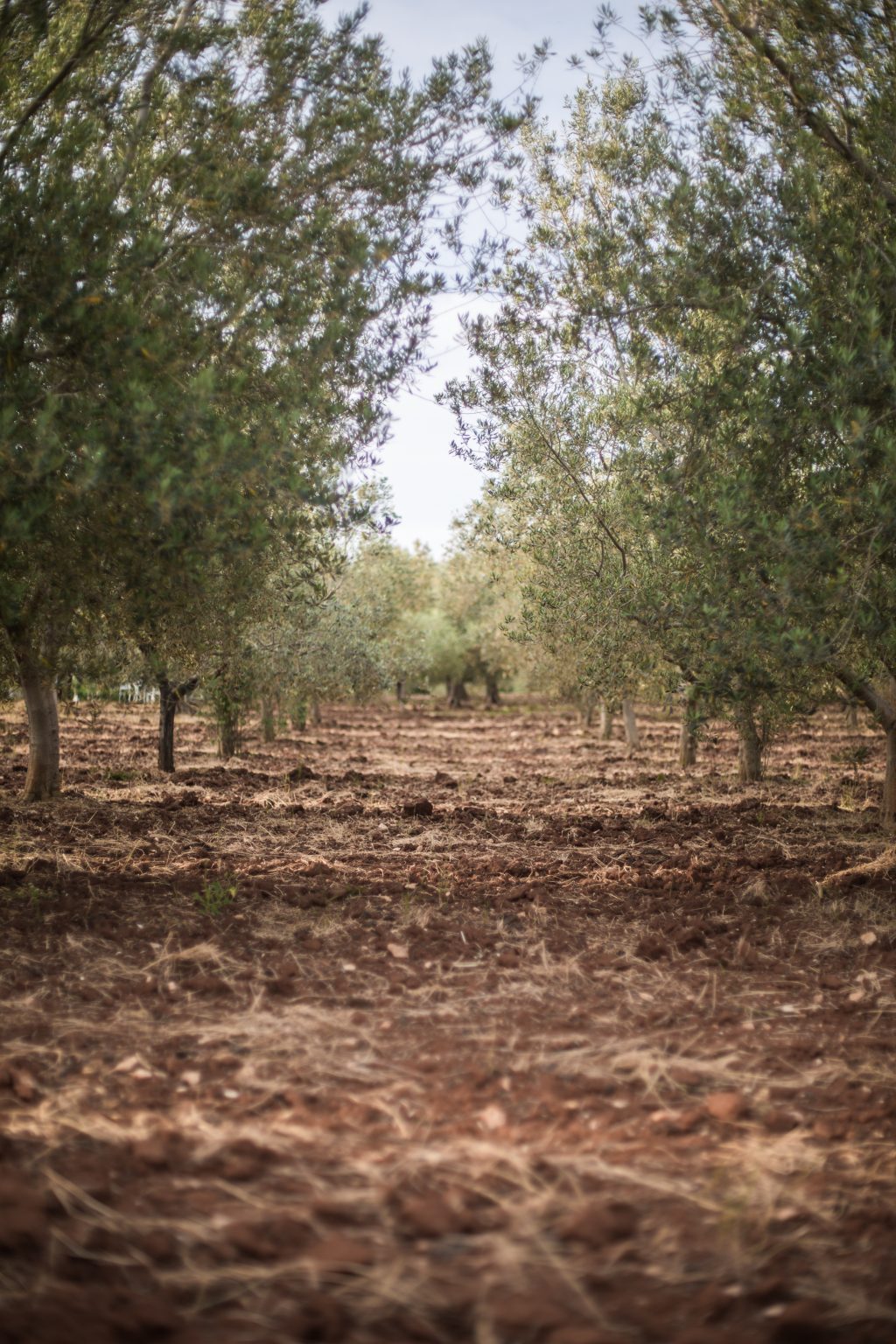 Olive Grove Tours | Brist Olive Oil